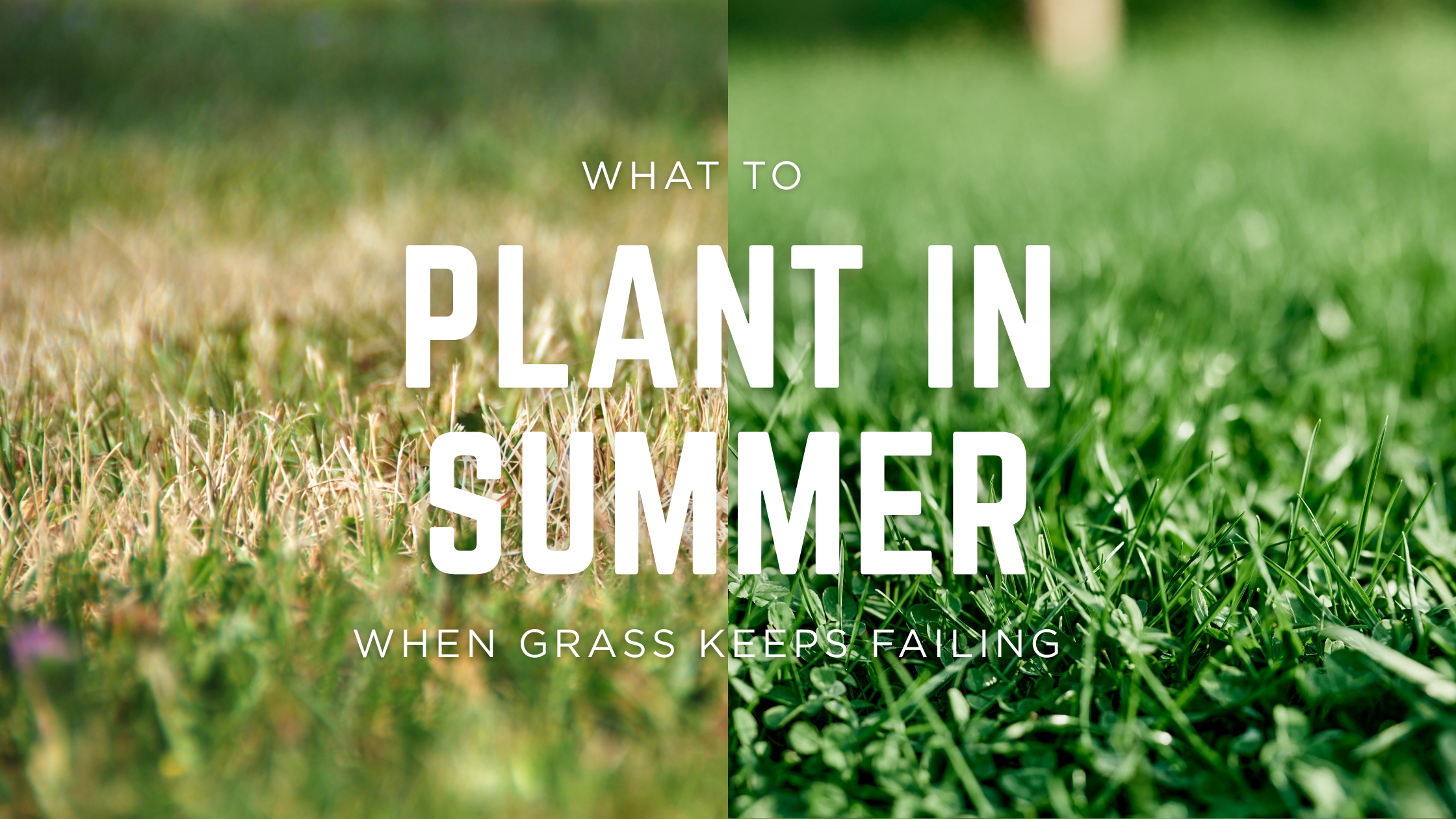 What to Plant in Summer When Grass Keeps Failing | Lawn Alternatives ...