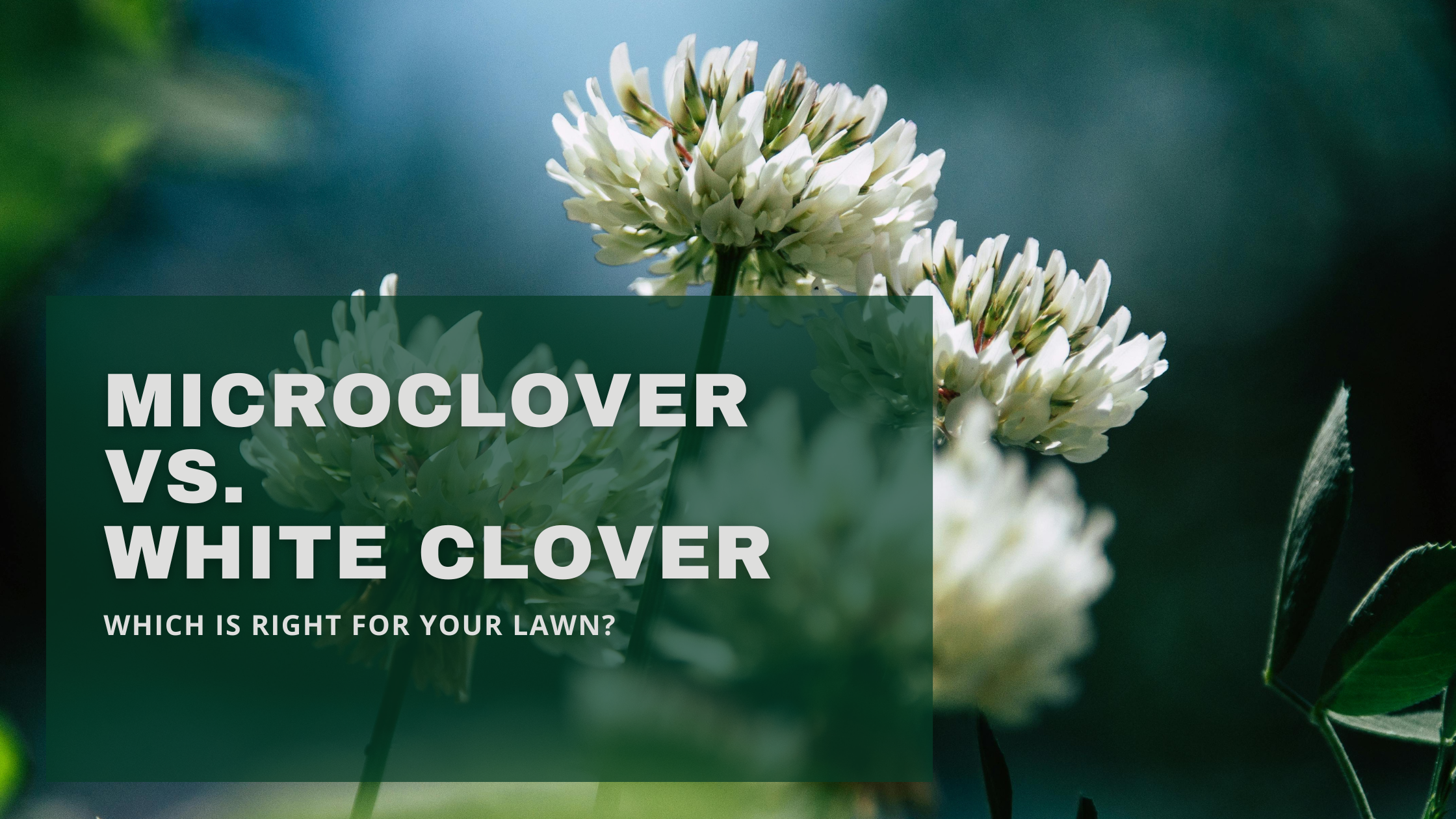 Micro Clover vs. White Clover – Earthwise Seed