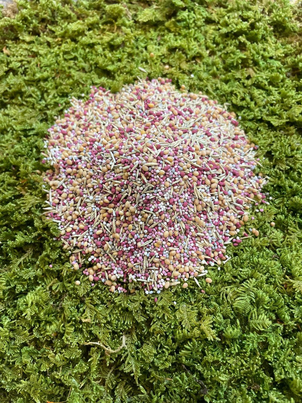 Low Grow Alternative Lawn Mix - No Mow – Earthwise Seed