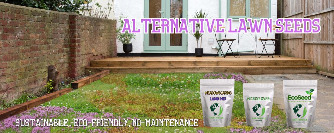 Eco-friendly grass, native wildflower & alternative lawn seed ...