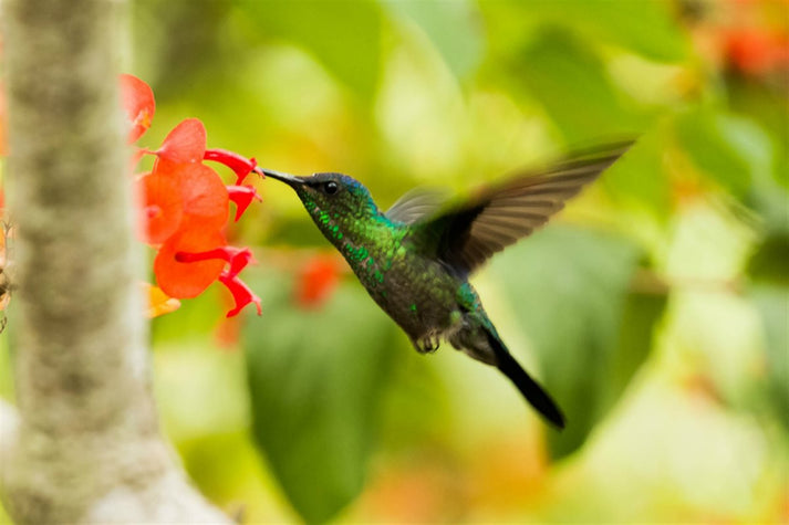 Hummingbird Haven Mix – Earthwise Seed
