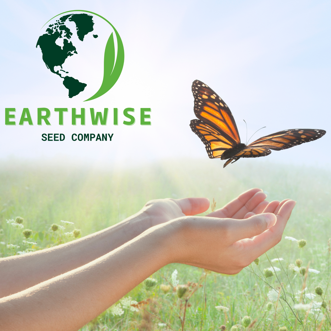 Monarch Meadow Native Mix – Earthwise Seed