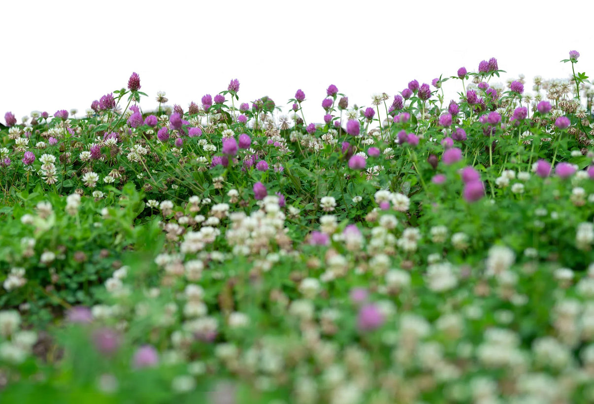 Low Grow Alternative Lawn Mix - No Mow – Earthwise Seed