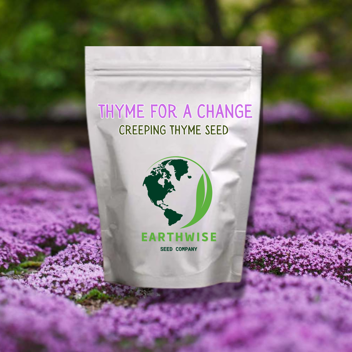Creeping Thyme Groundcover Seed | Thyme for a Change – Earthwise Seed