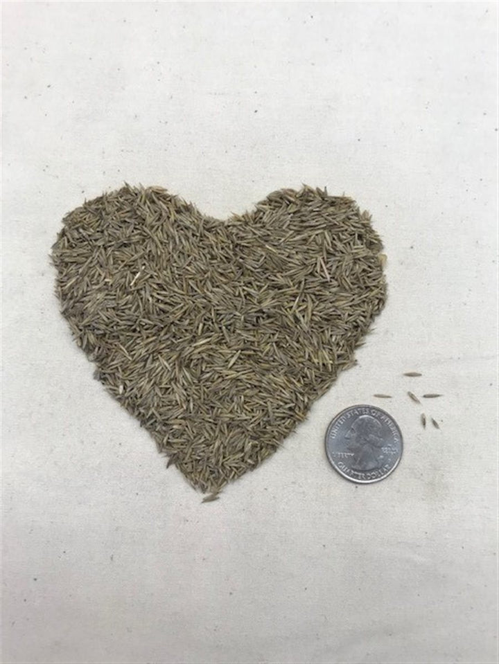 Alternative Lawn Seed, Eco-friendly Grass, Native Wildflower ...