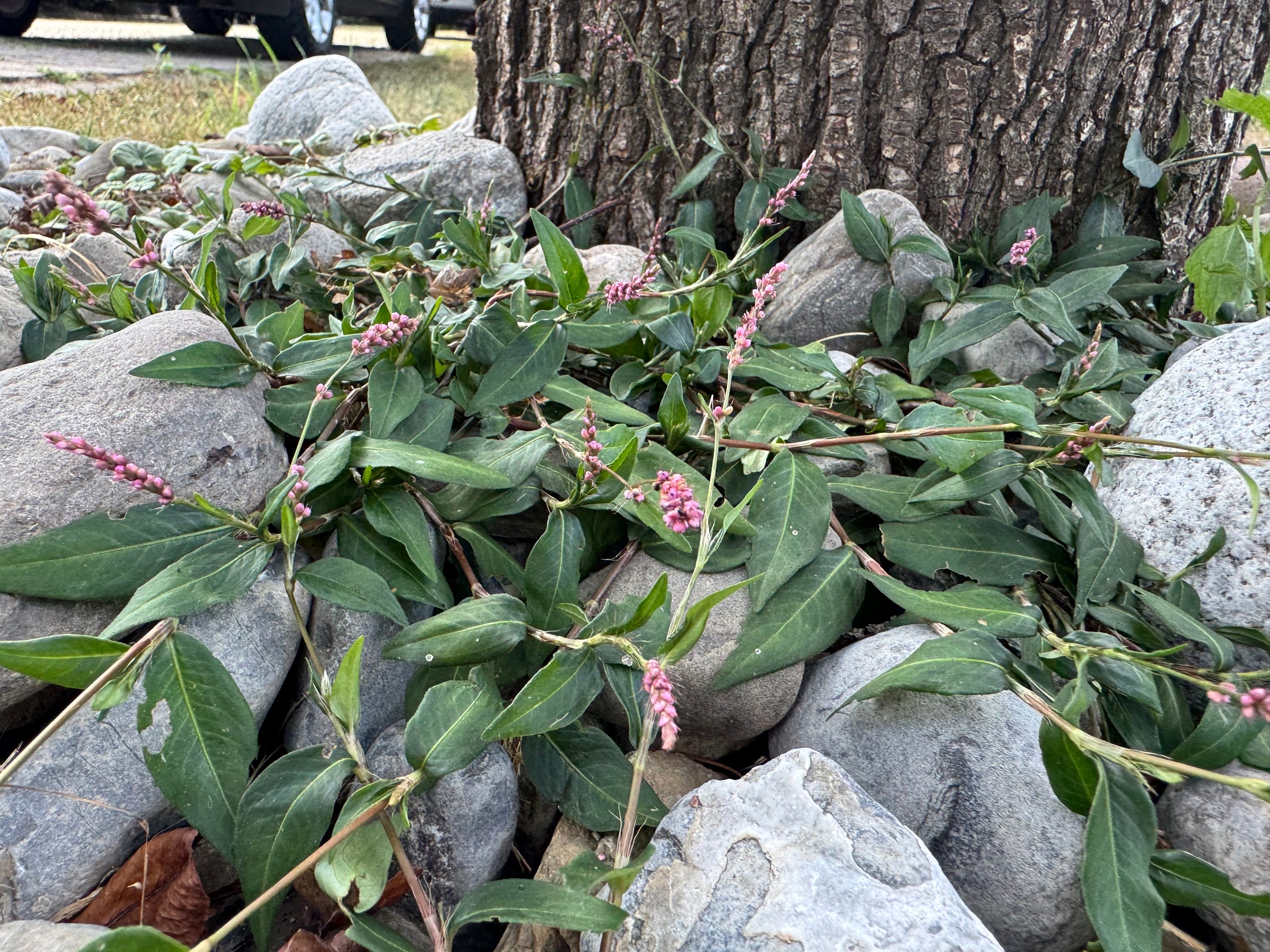 Creeping Smartweed™ — Low-Growing, Native Groundcover with Pink Blooms ...