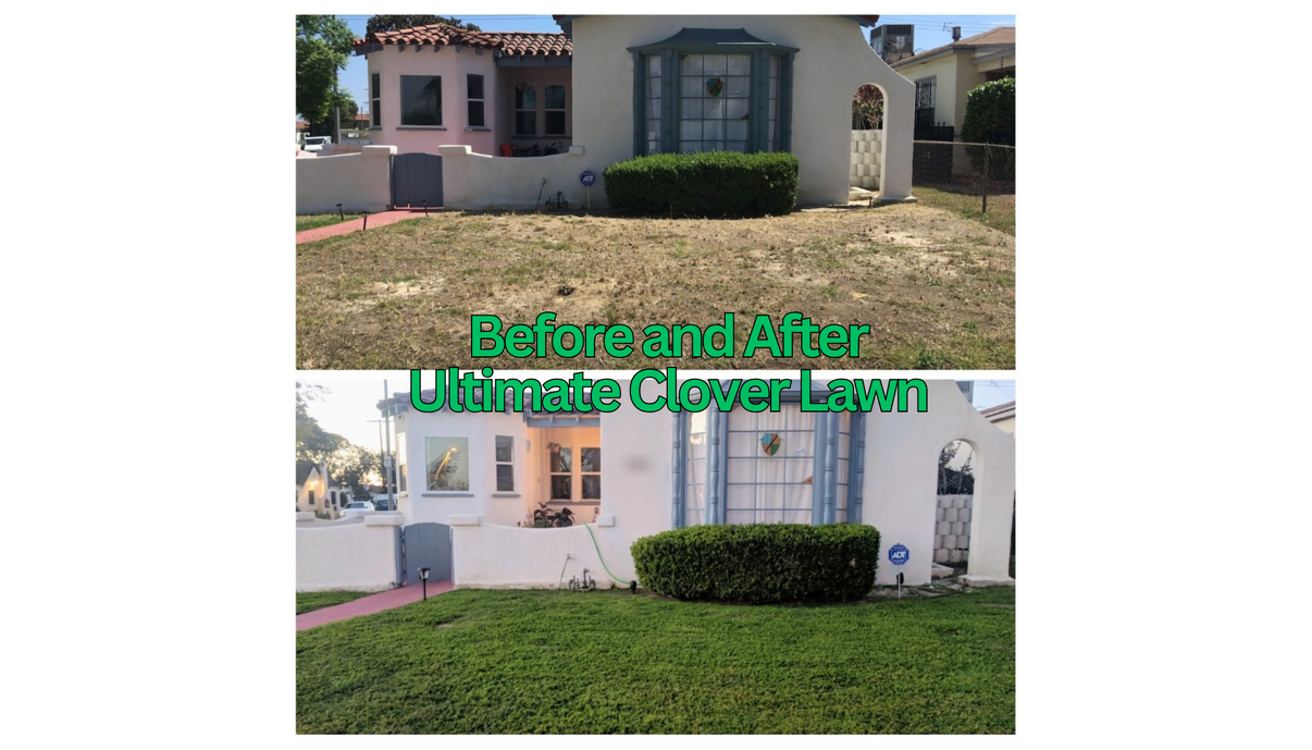 Ultimate Clover Lawn Mix: Low-Maintenance, Eco-Friendly Yard, MicroClo ...