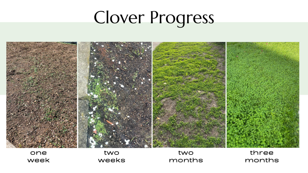 All About Earthwise Seeds MicroClover