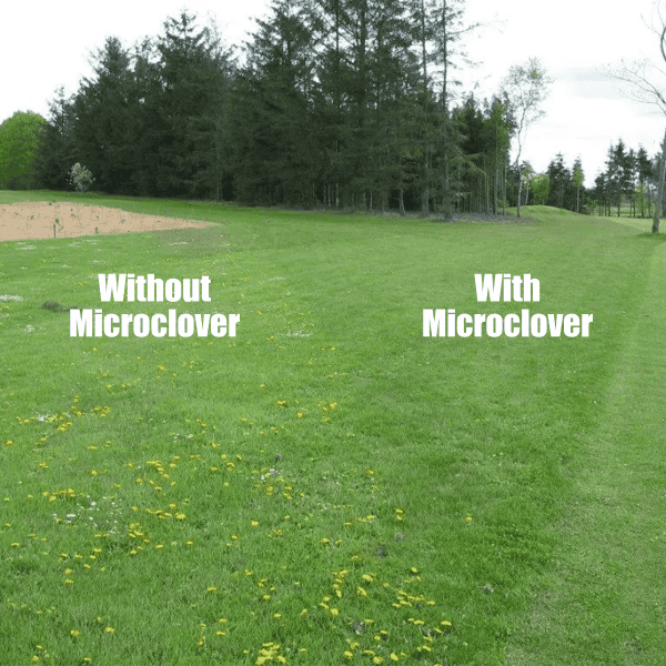 All About Earthwise Seeds MicroClover