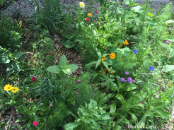 Hummingbird Haven Mix – Earthwise Seed