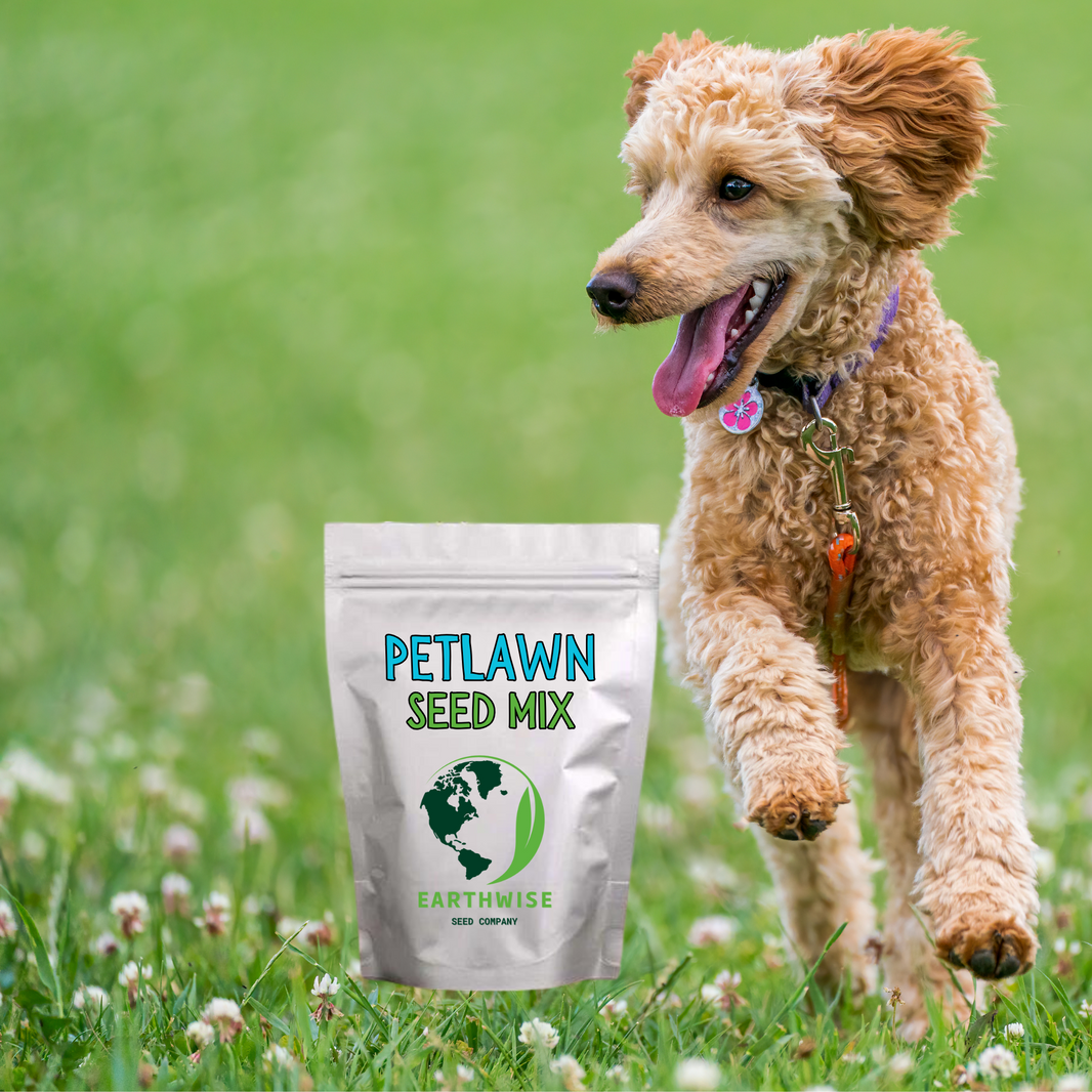 Top Lawn MixesTop Alternative Lawn Seed Mixes | Best Sellers ...