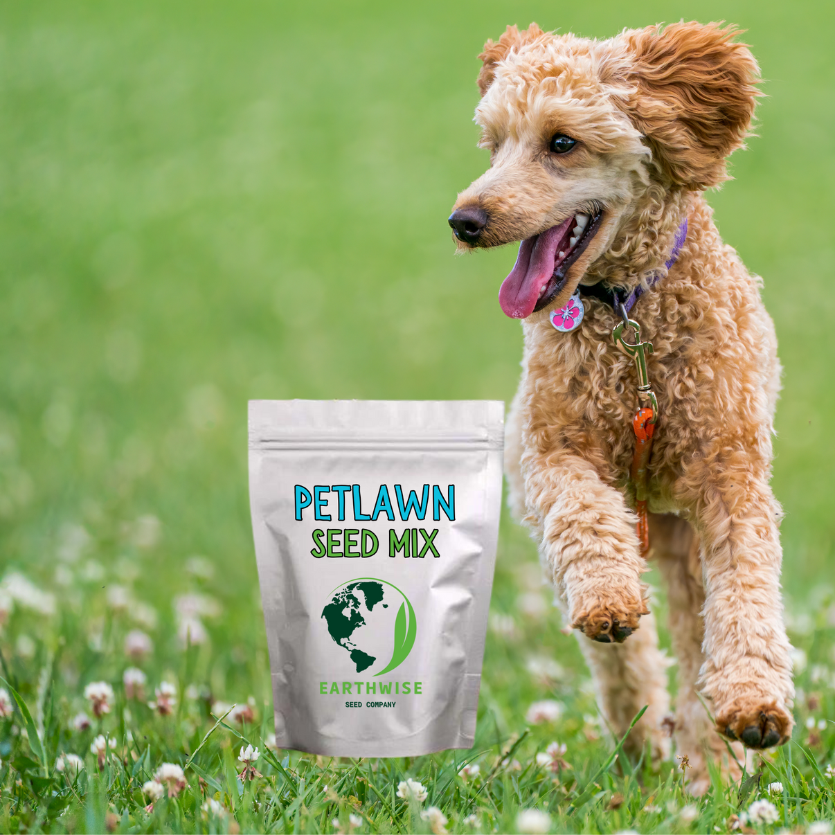 PetLawn Mix | Pet-Safe Tall Fescue & Clover Lawn Seed – Earthwise Seed