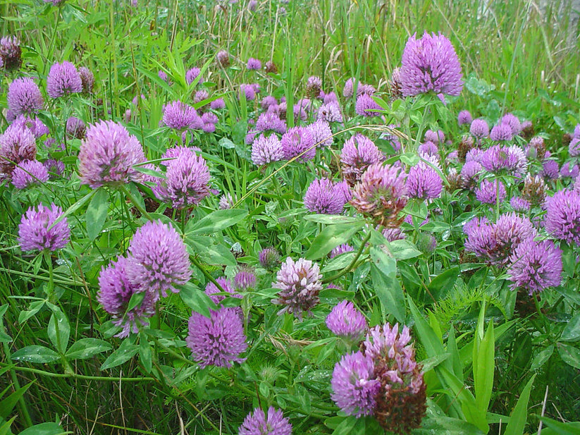 Red Velvet Alternative Lawn Seed | Red Carpet Clover–Earthwise Seed Co