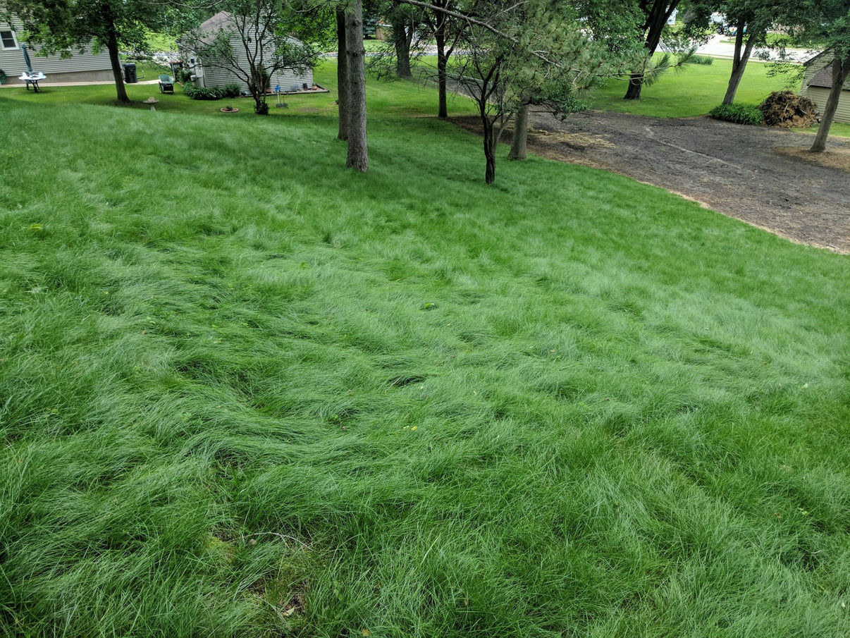 Ecoseed The No Maintenance Lawn Earthwise Seed